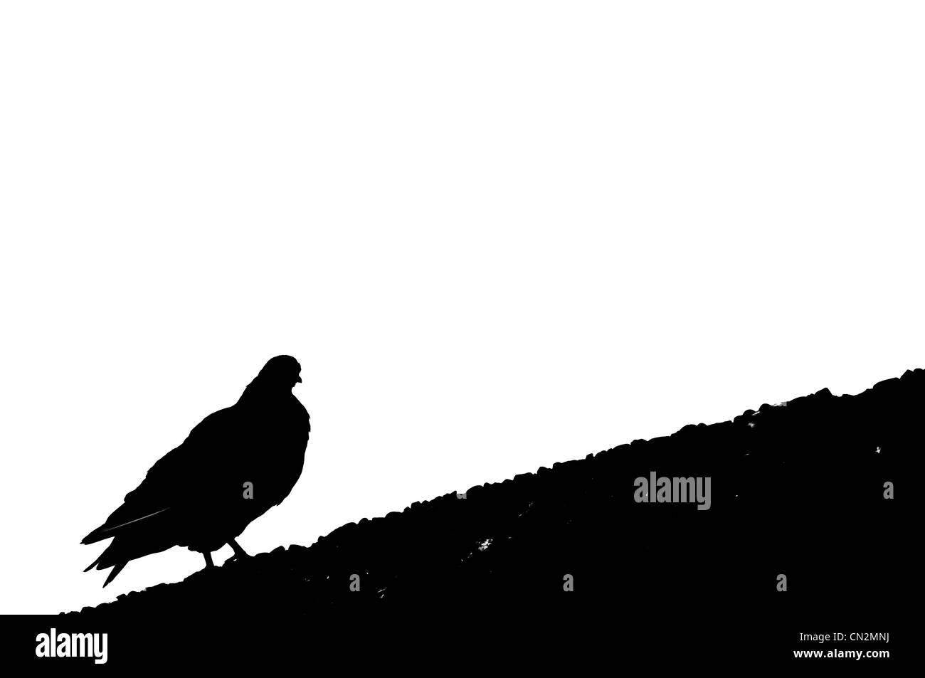 Below pigeon hi-res stock photography and images - Alamy