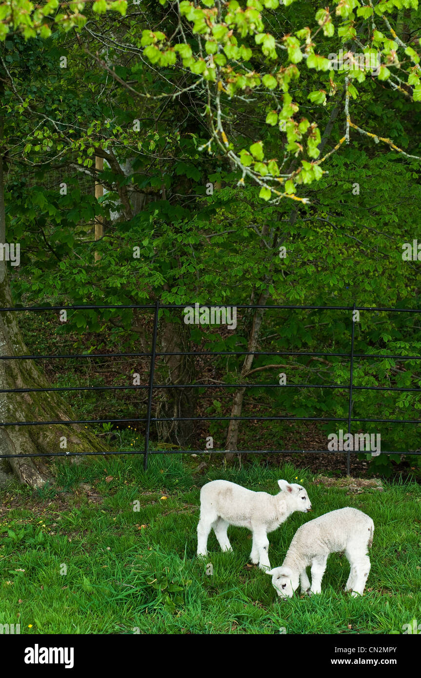 Two lambs in field Stock Photo - Alamy