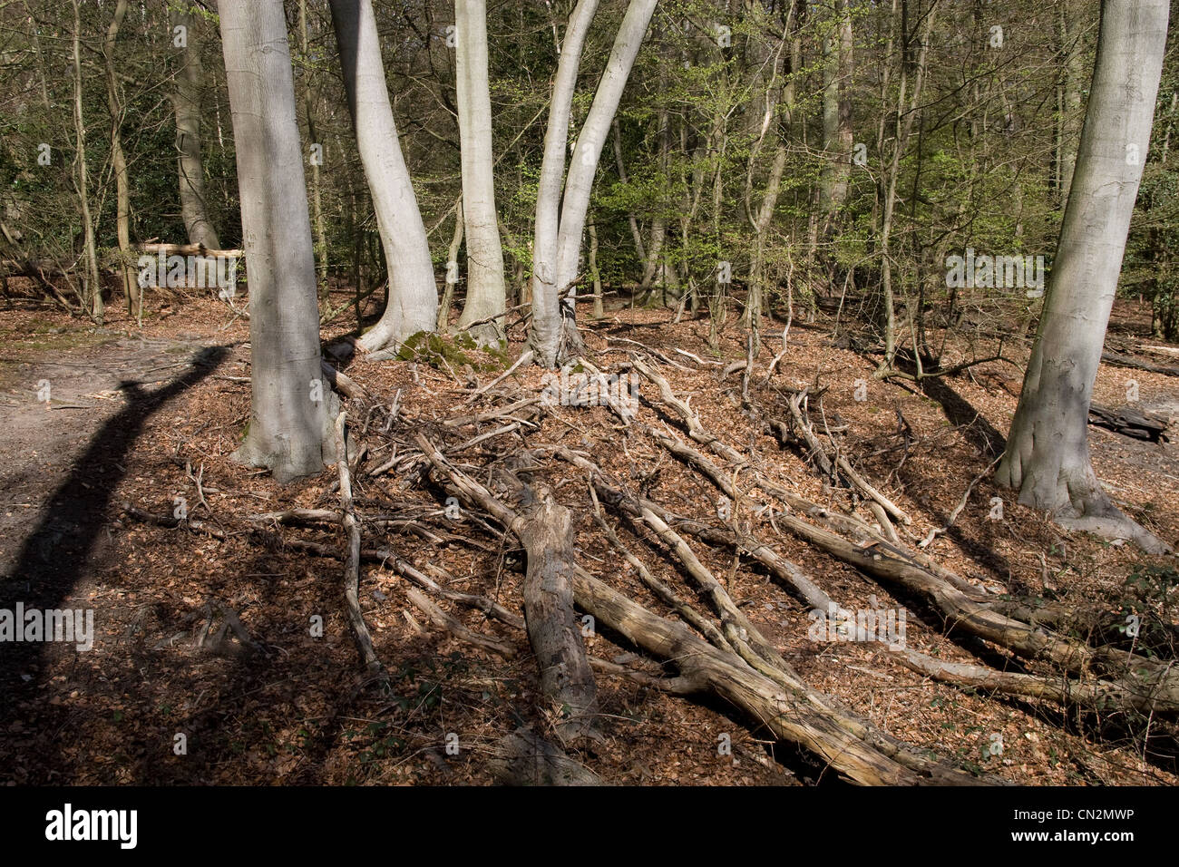Epping Forest ancient trees royal woodland Stock Photo - Alamy