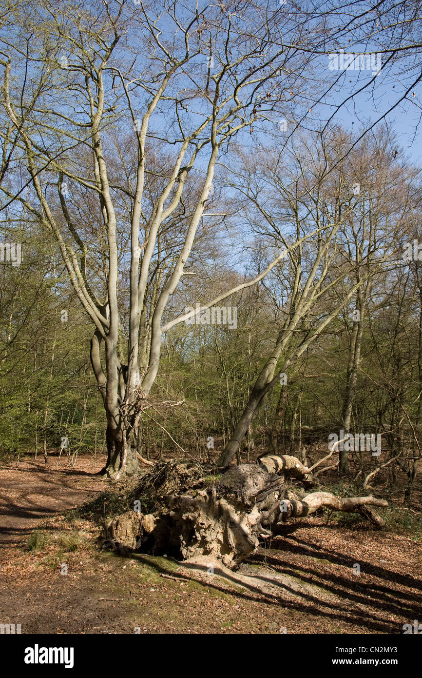 Epping Forest ancient trees royal woodland Stock Photo - Alamy