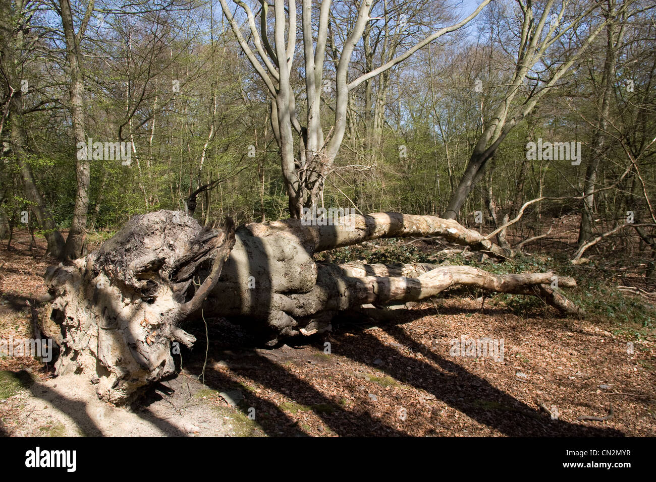 Epping Forest ancient trees royal woodland Stock Photo - Alamy