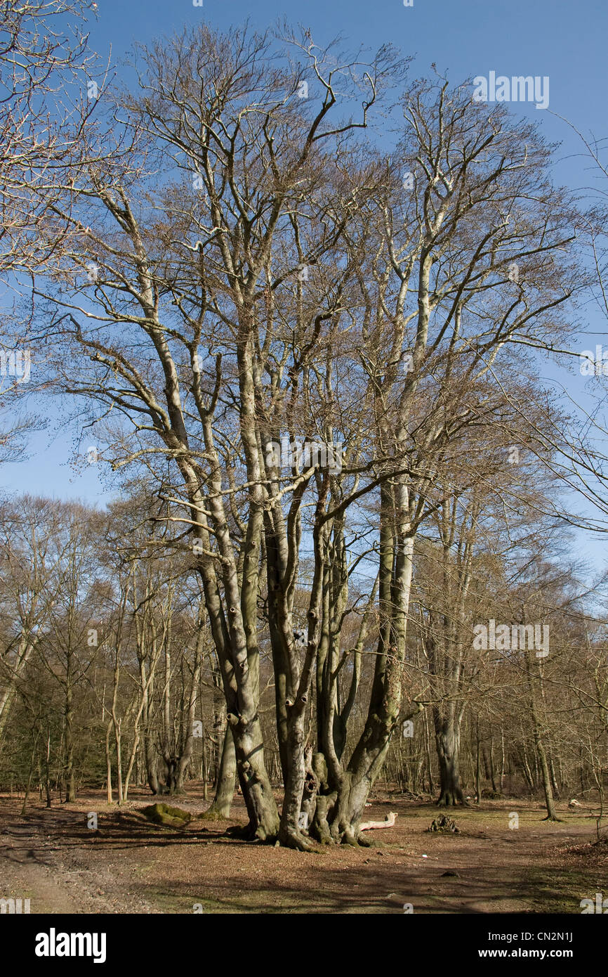 Epping Forest ancient trees royal woodland Stock Photo - Alamy
