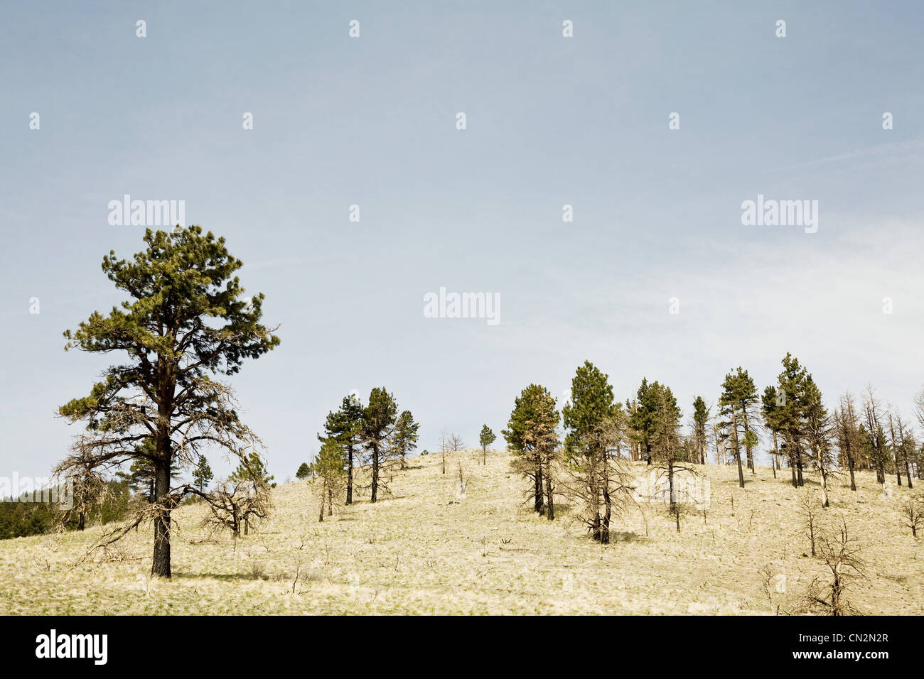 Large fir trees hi-res stock photography and images - Alamy