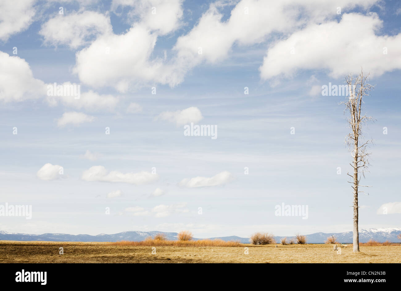 Bare tree on prairie, California, USA Stock Photo - Alamy