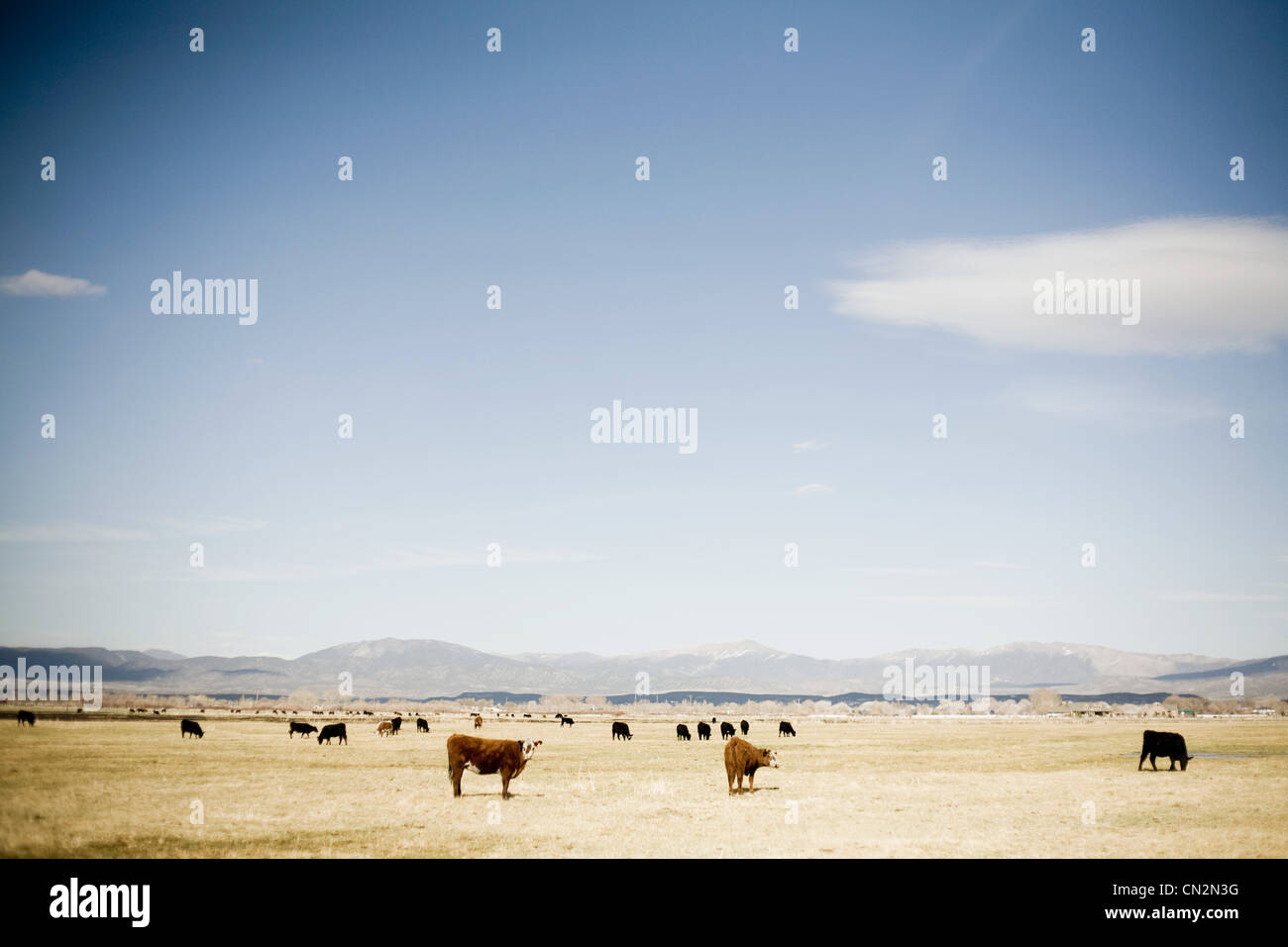 Prairie cattle, Nevada, USA Stock Photo - Alamy
