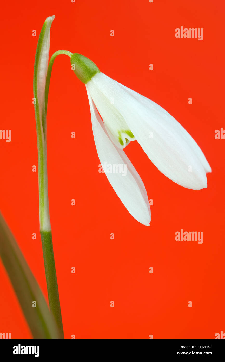 Herald of Spring, Snowdrop Flower Isolated on Red Background Stock ...