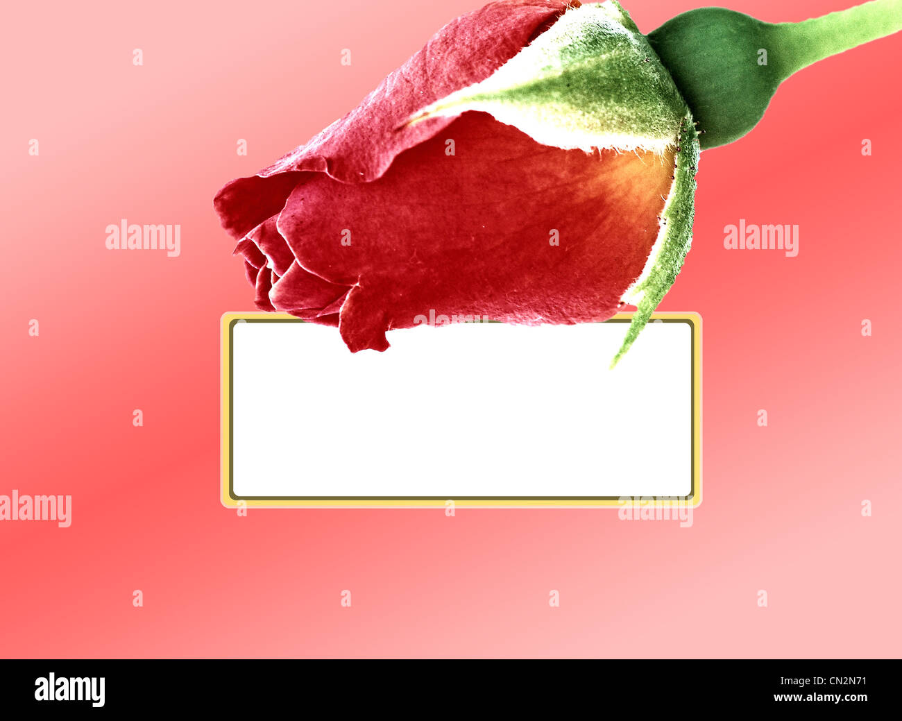 Red rose card on red background Stock Photo - Alamy