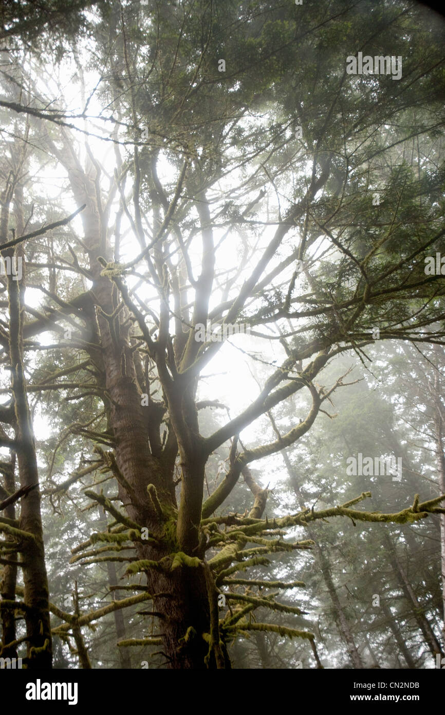 Trees in forest, low angle view Stock Photo - Alamy