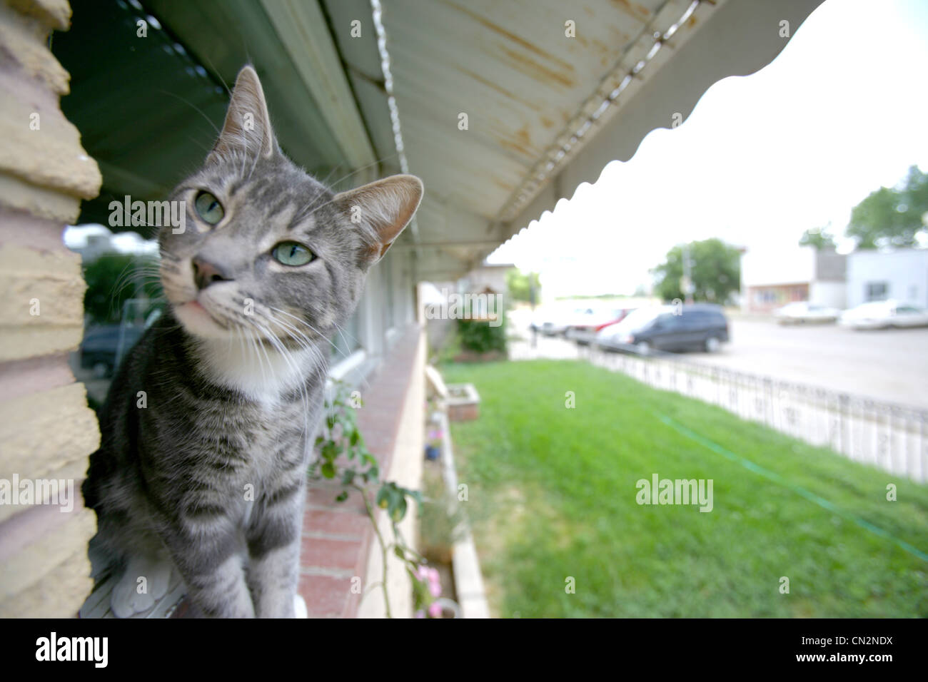 Cat on a Window Sill Stock Photo - Alamy