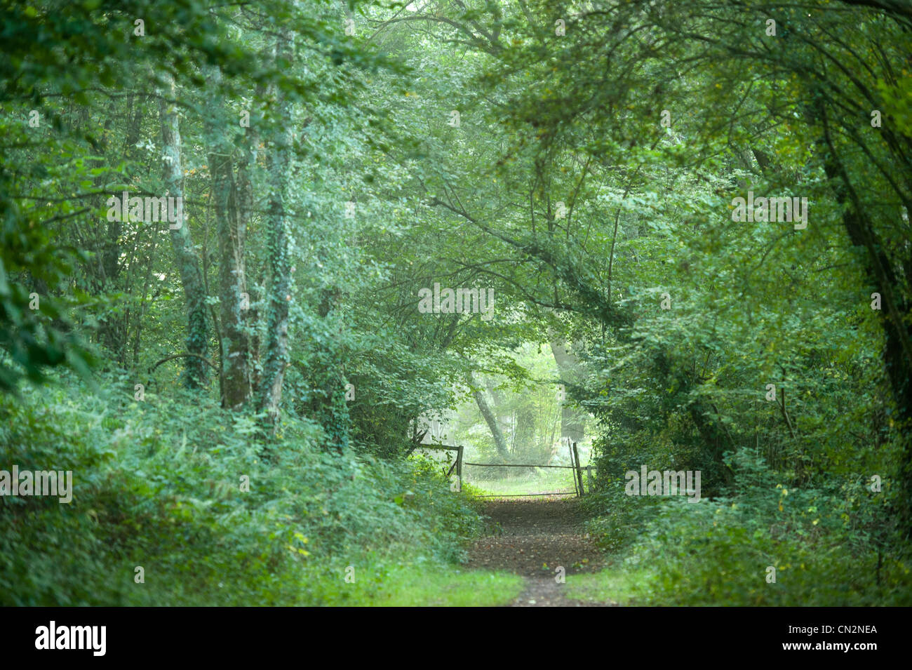 France, Morbihan, Rochefort en Terre, forest path leading to the Pont ...