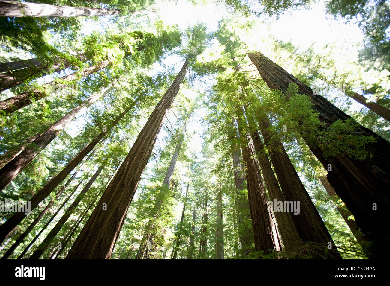 Trees in forest, low angle view Stock Photo - Alamy