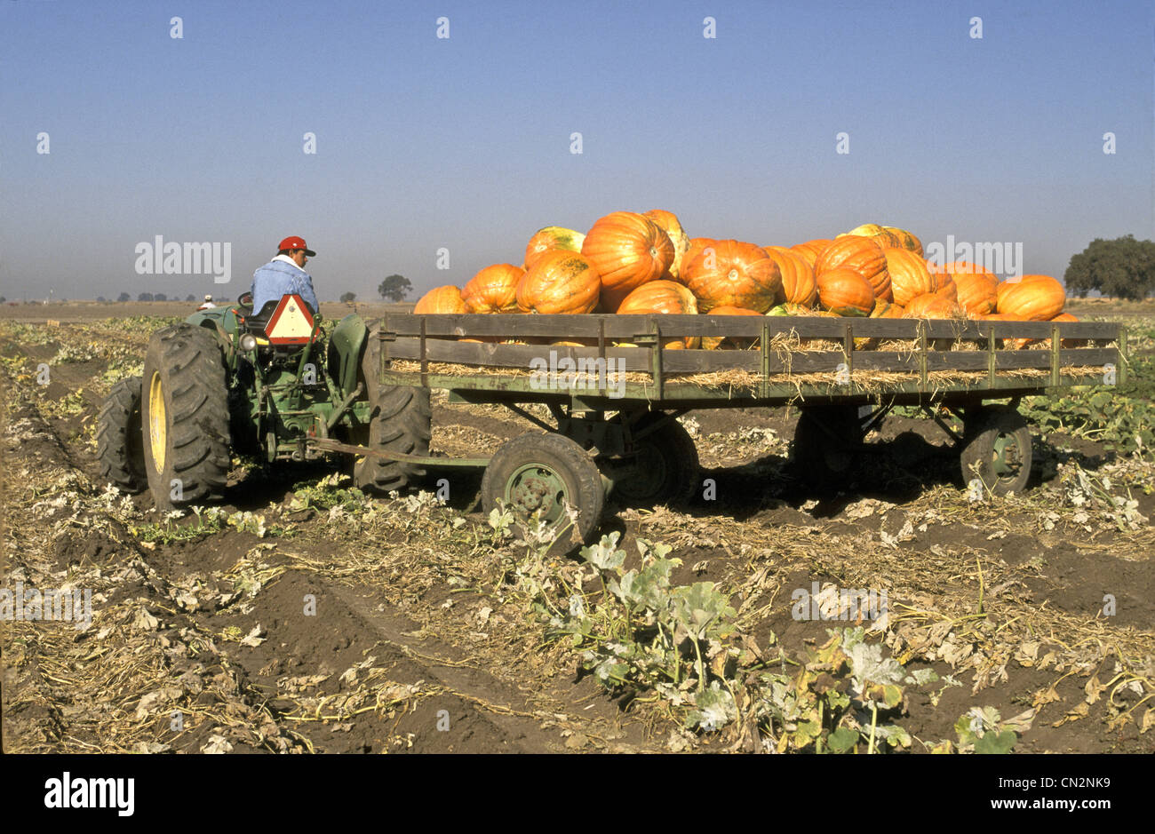 Farmer pulling pumpkins hi-res stock photography and images - Alamy