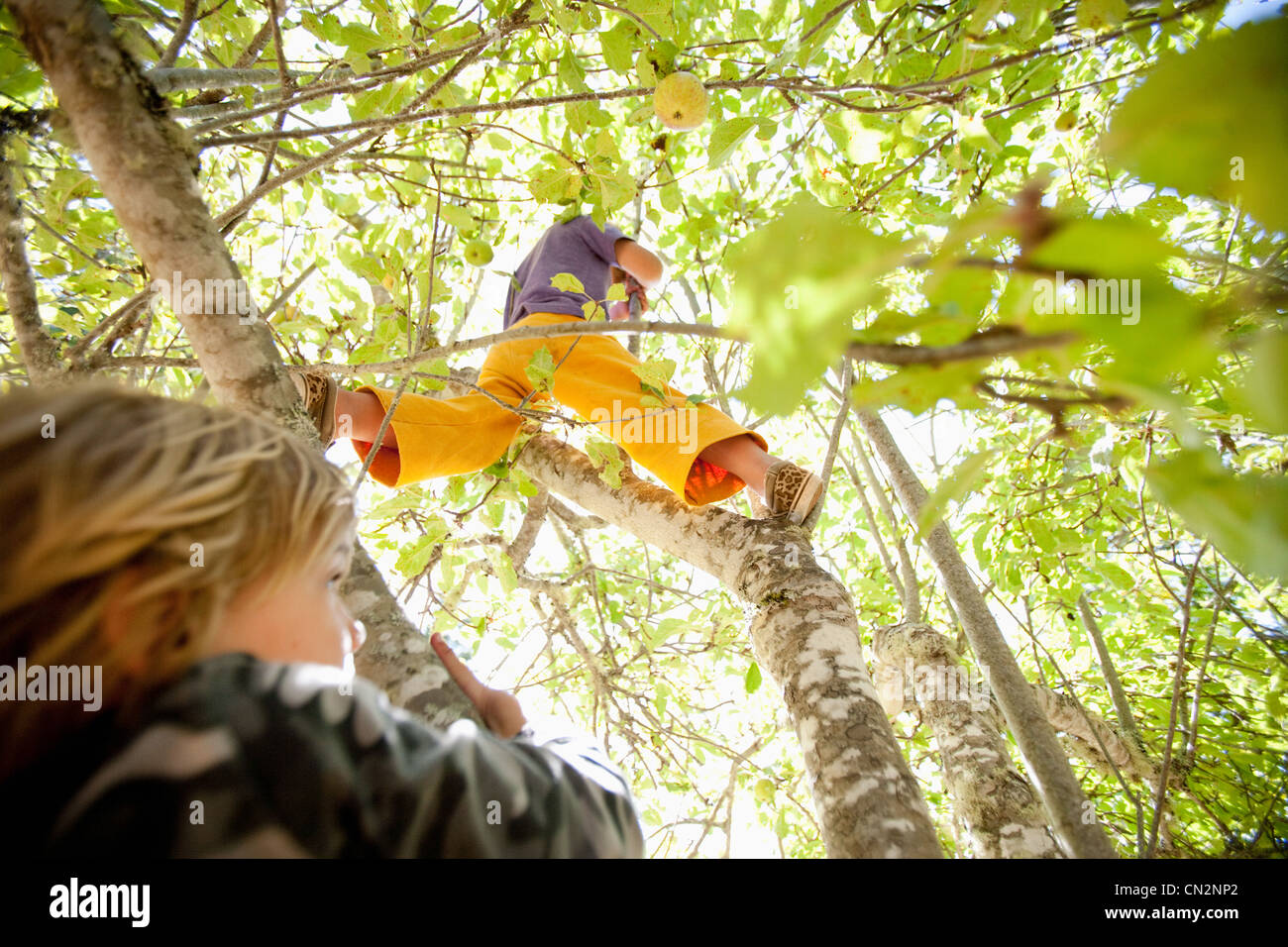 Tree anatomy hi-res stock photography and images - Alamy