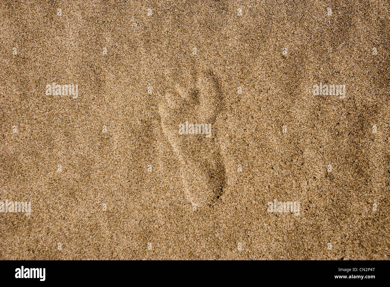 Single footprint in sand Stock Photo - Alamy