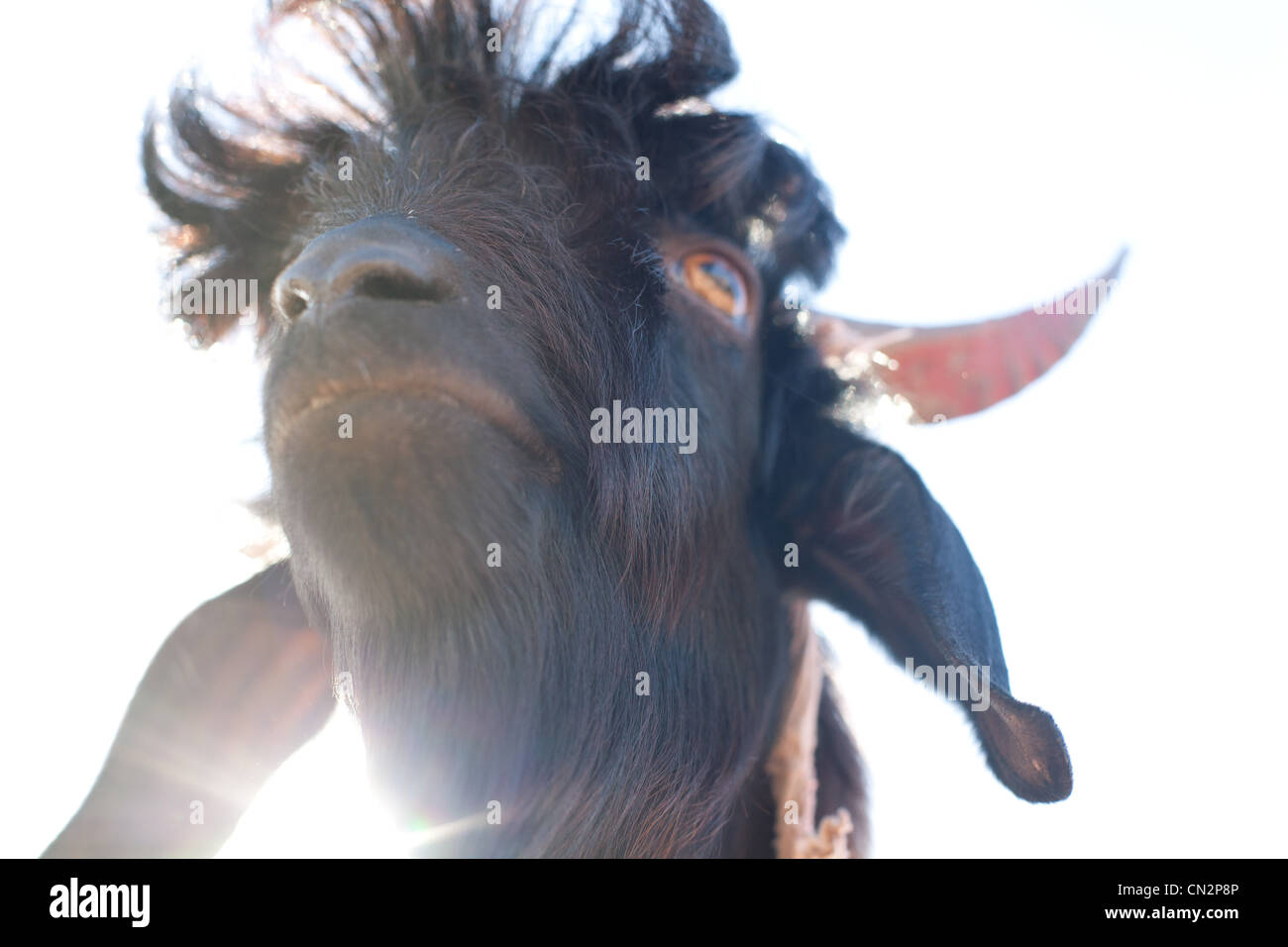 Goat's head, low angle Stock Photo - Alamy