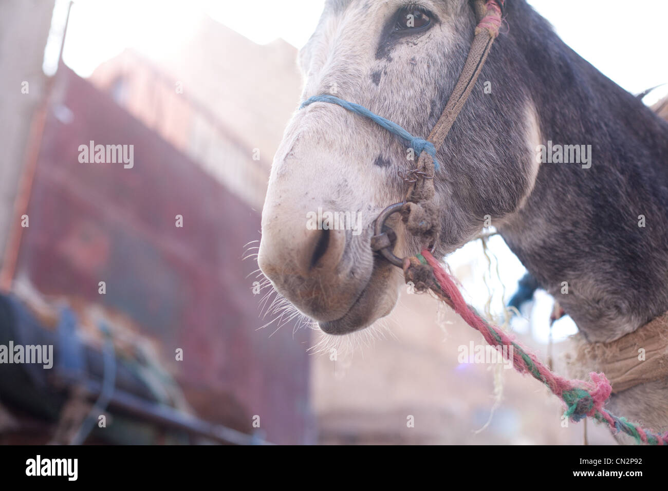 Donkeys head hi-res stock photography and images - Alamy