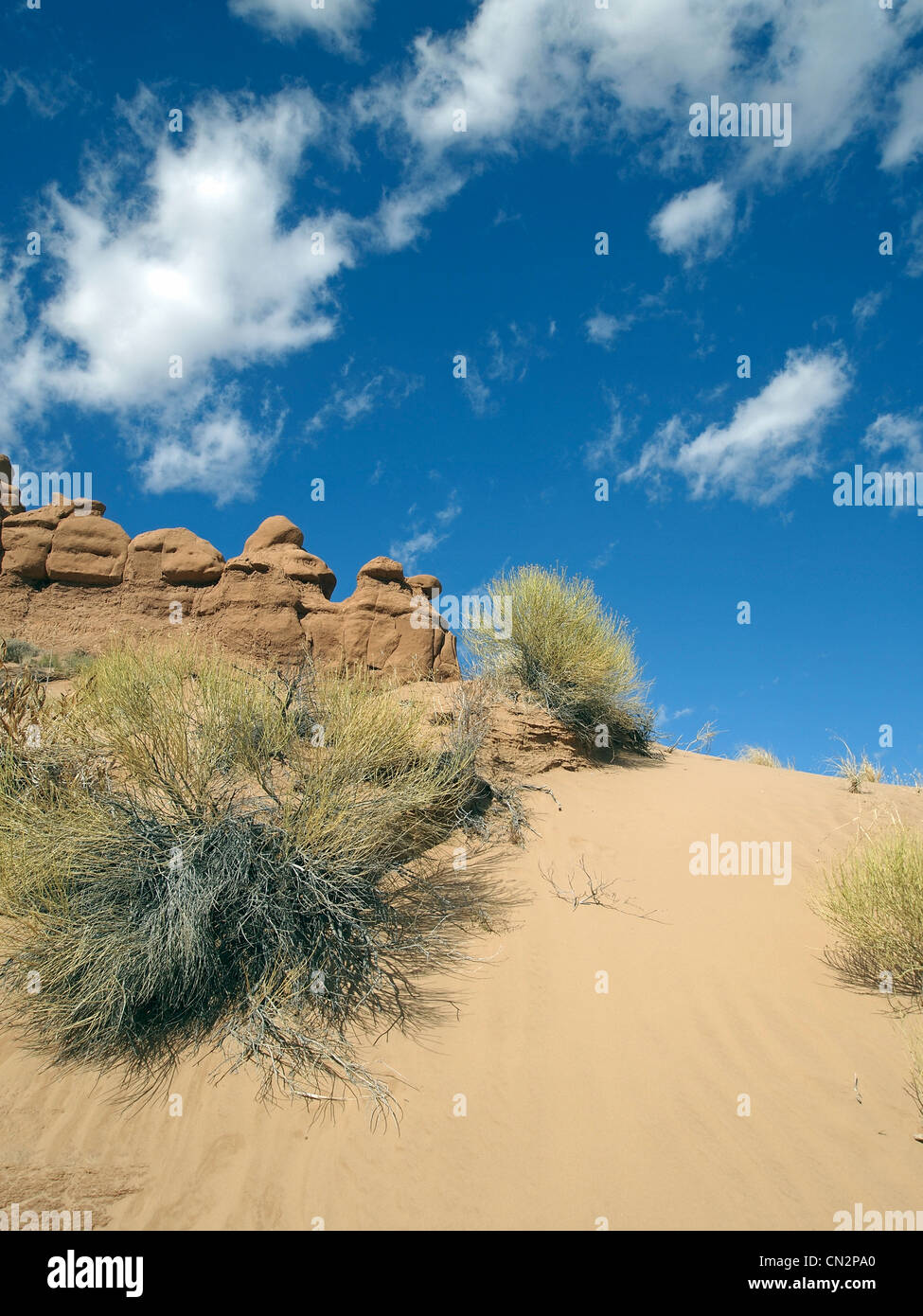 Sandy plant hi-res stock photography and images - Alamy