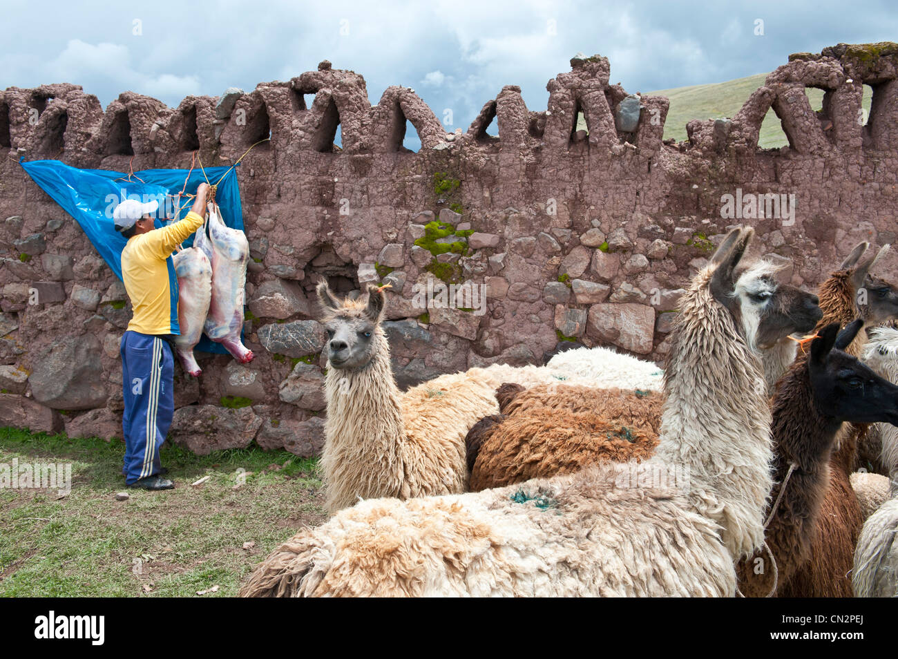 Lamas inca hi-res stock photography and images - Alamy