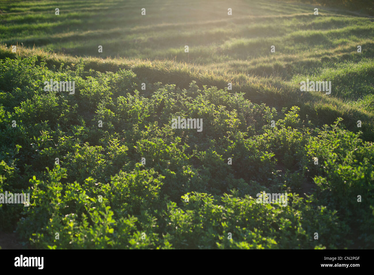 Foliage species hi-res stock photography and images - Alamy