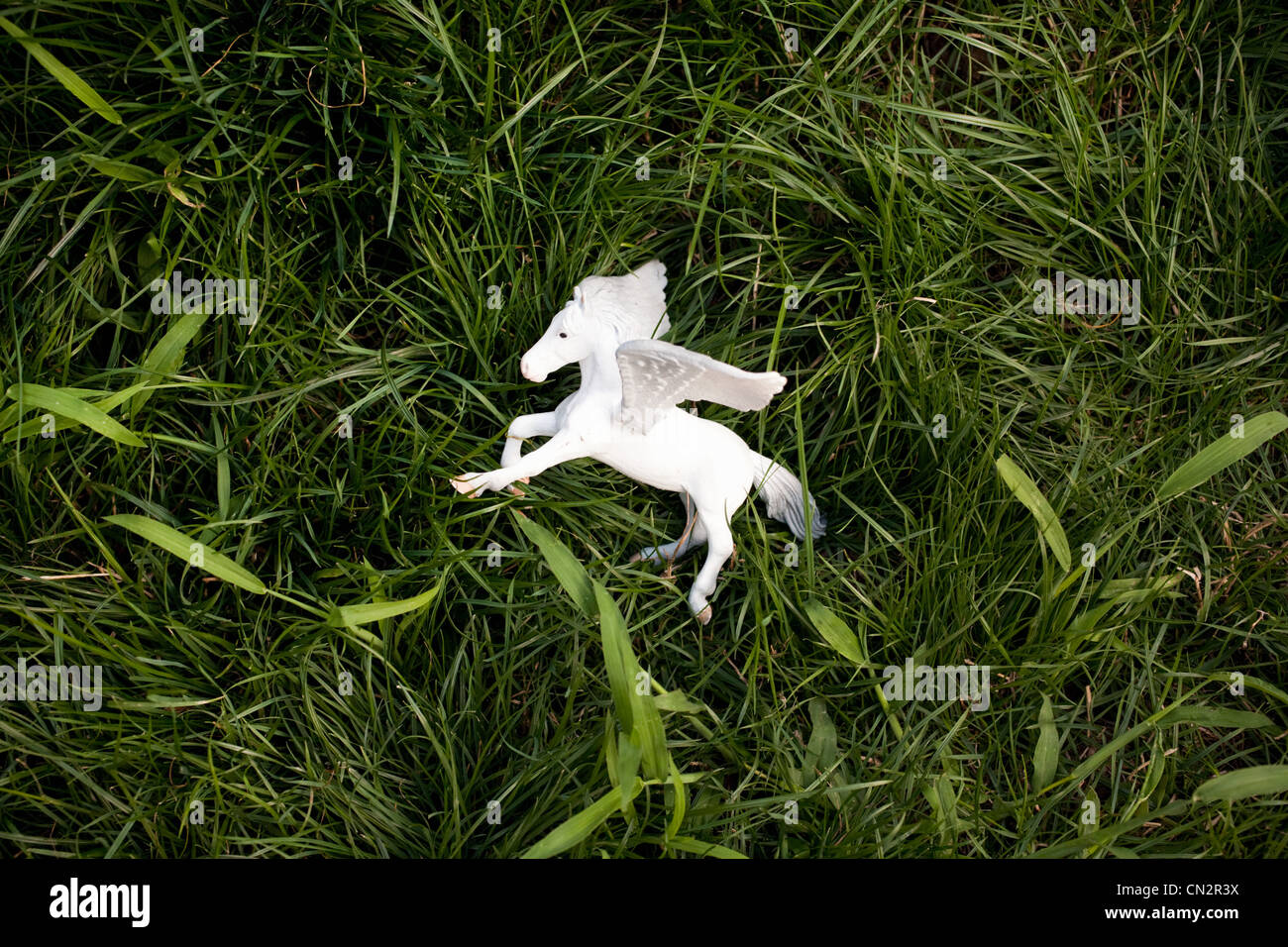 Unicorn horse animal one hi-res stock photography and images - Alamy