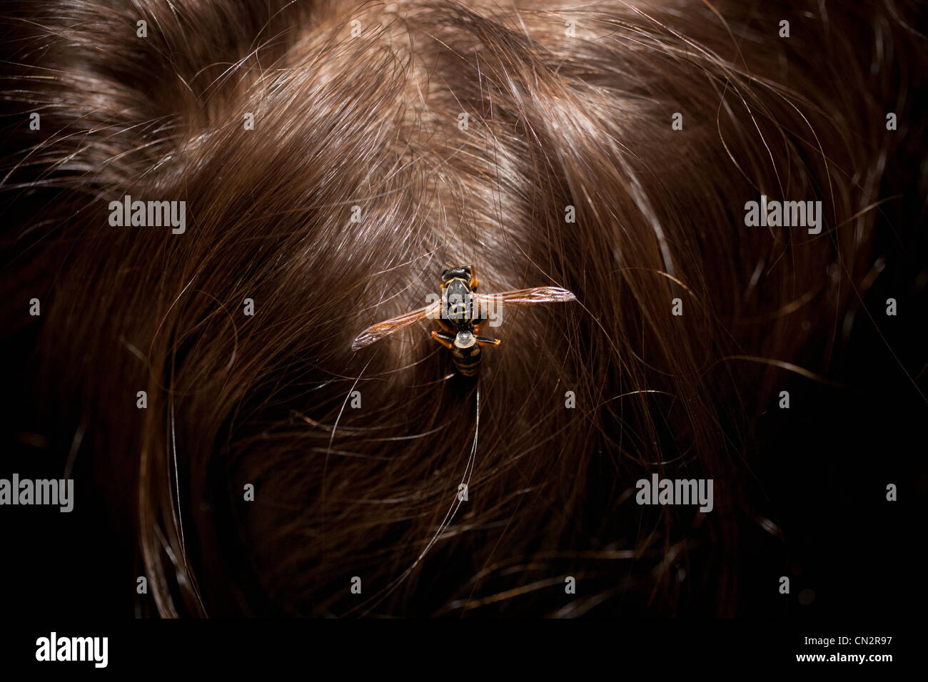 Bee anatomy hi-res stock photography and images - Alamy