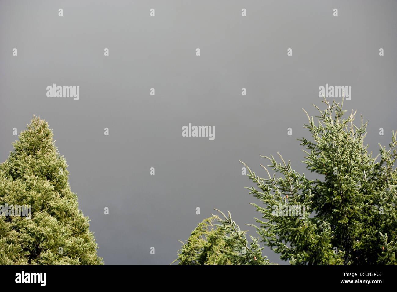 Storm clouds over trees Stock Photo - Alamy