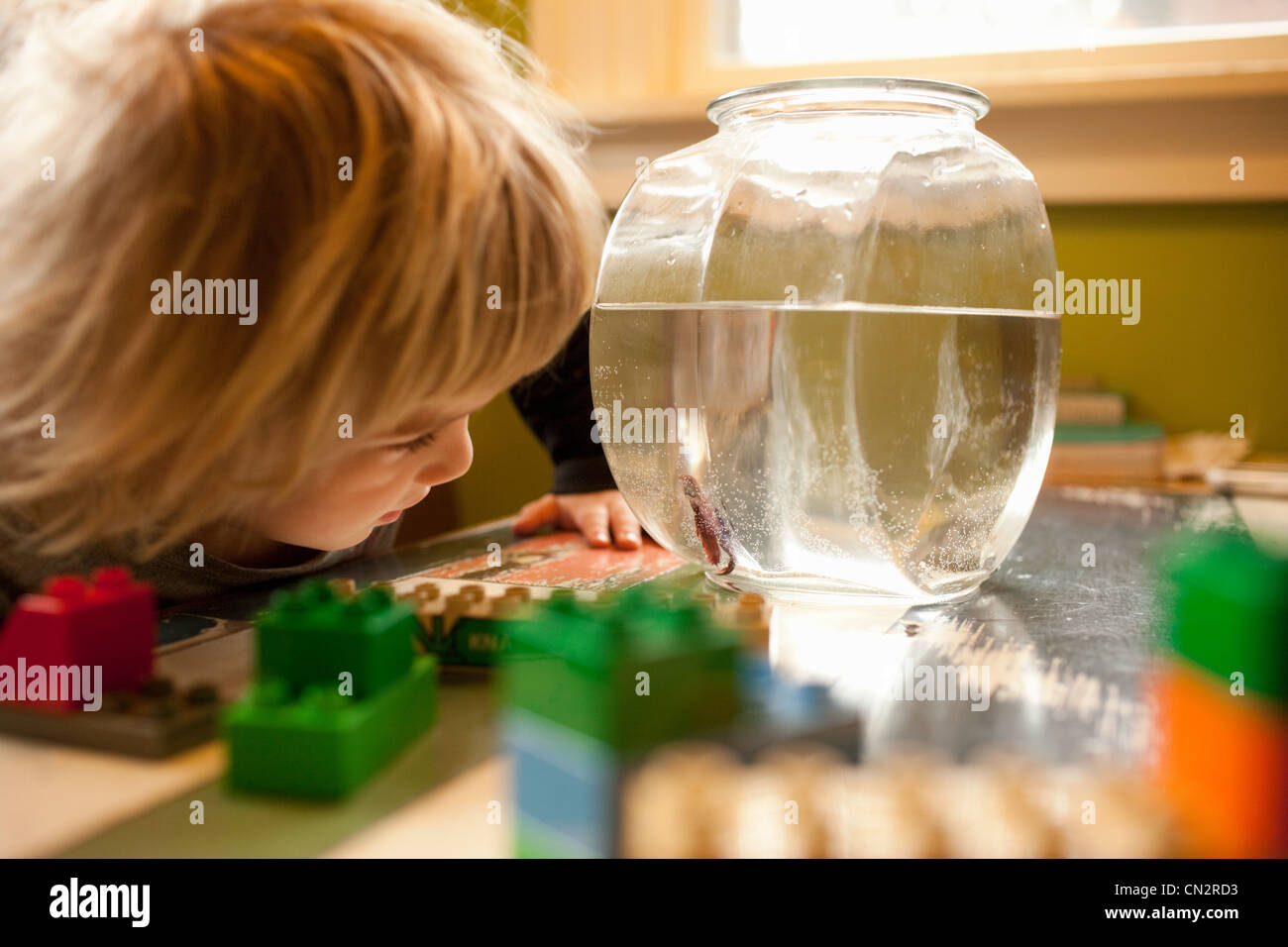 Young boy looking in goldfish bowl Stock Photo - Alamy