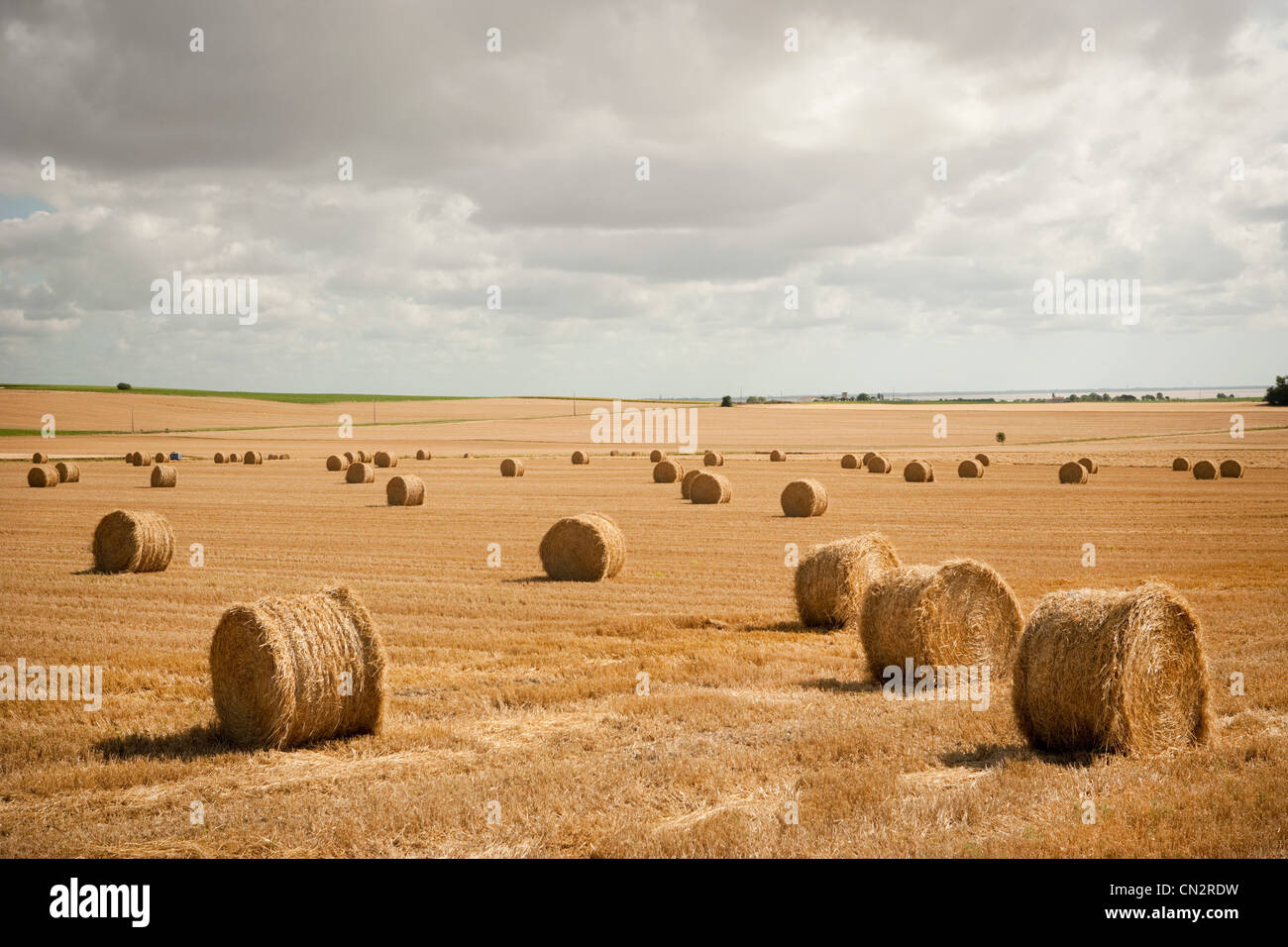 Round hay bales in field Stock Photo - Alamy
