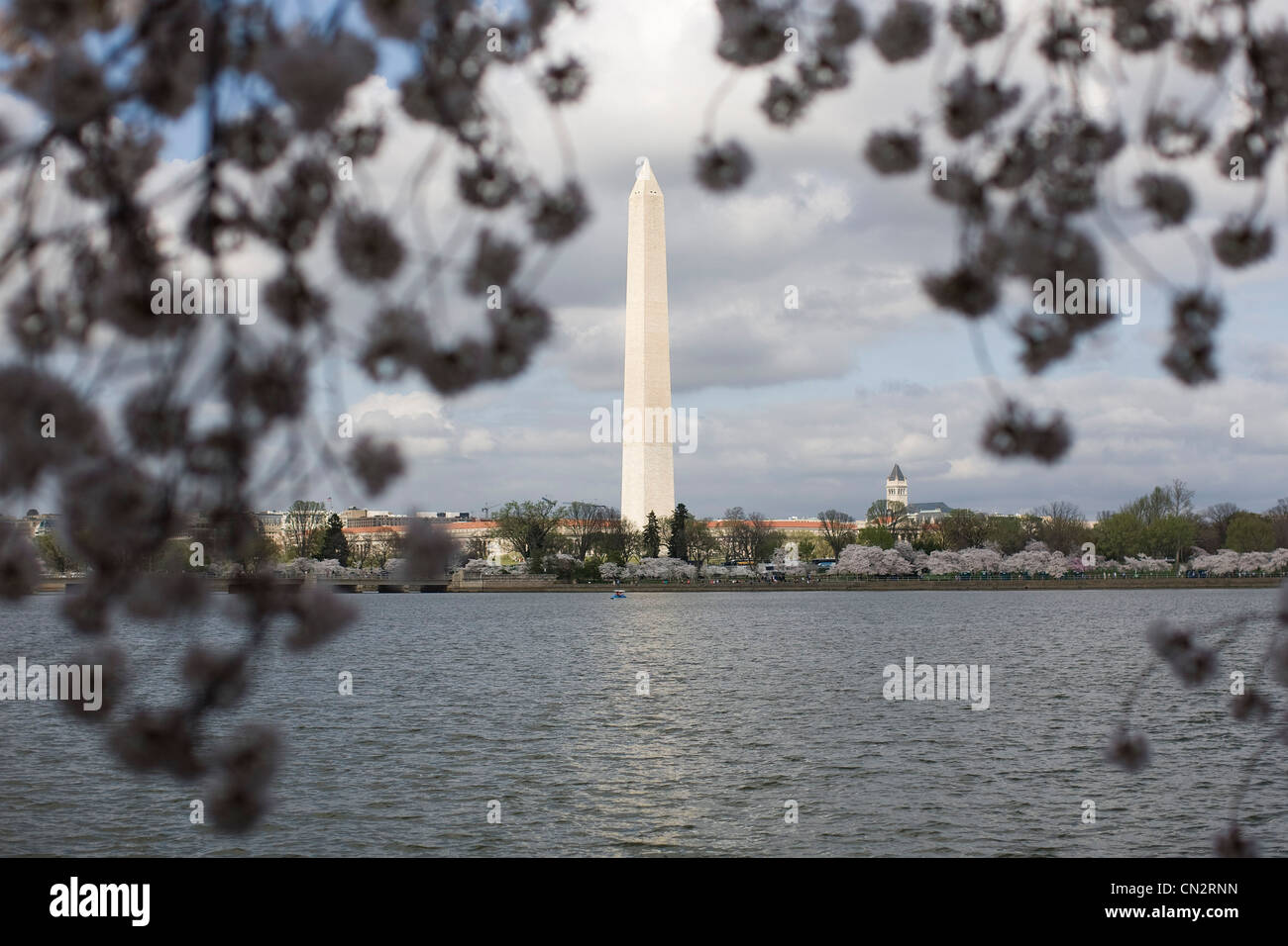 The Washington DC cherry blossom trees in peak bloom Stock Photo - Alamy