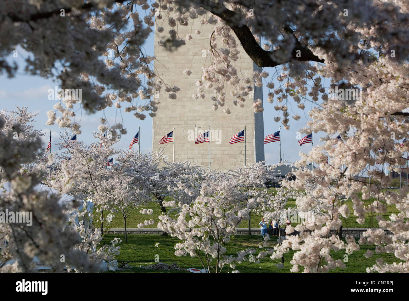 The Washington DC cherry blossom trees in peak bloom Stock Photo - Alamy