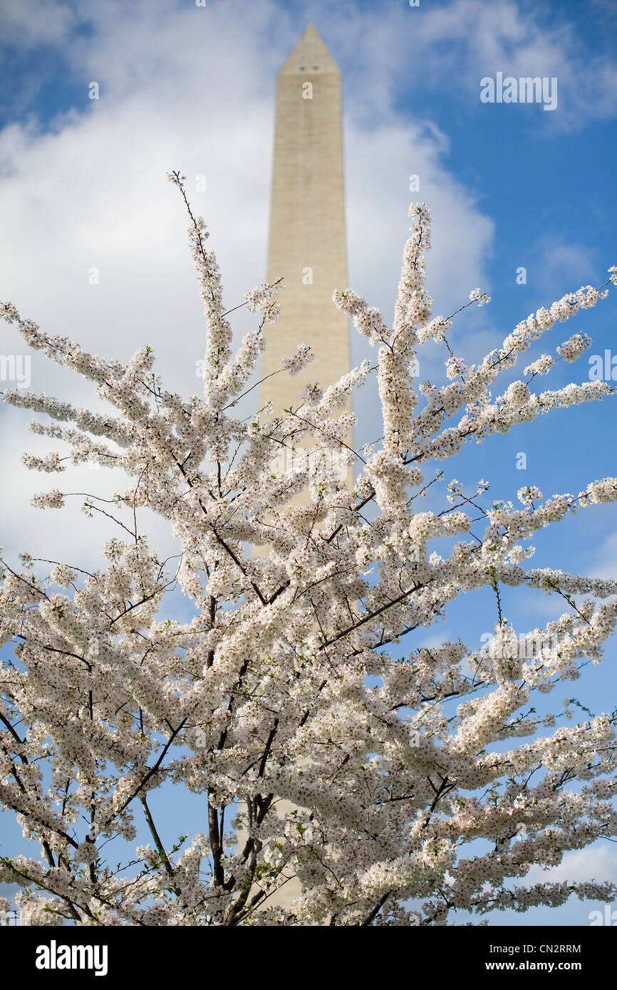 The Washington DC cherry blossom trees in peak bloom Stock Photo - Alamy