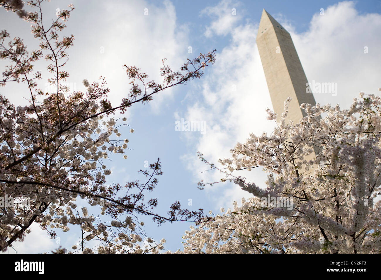 The Washington DC cherry blossom trees in peak bloom Stock Photo - Alamy
