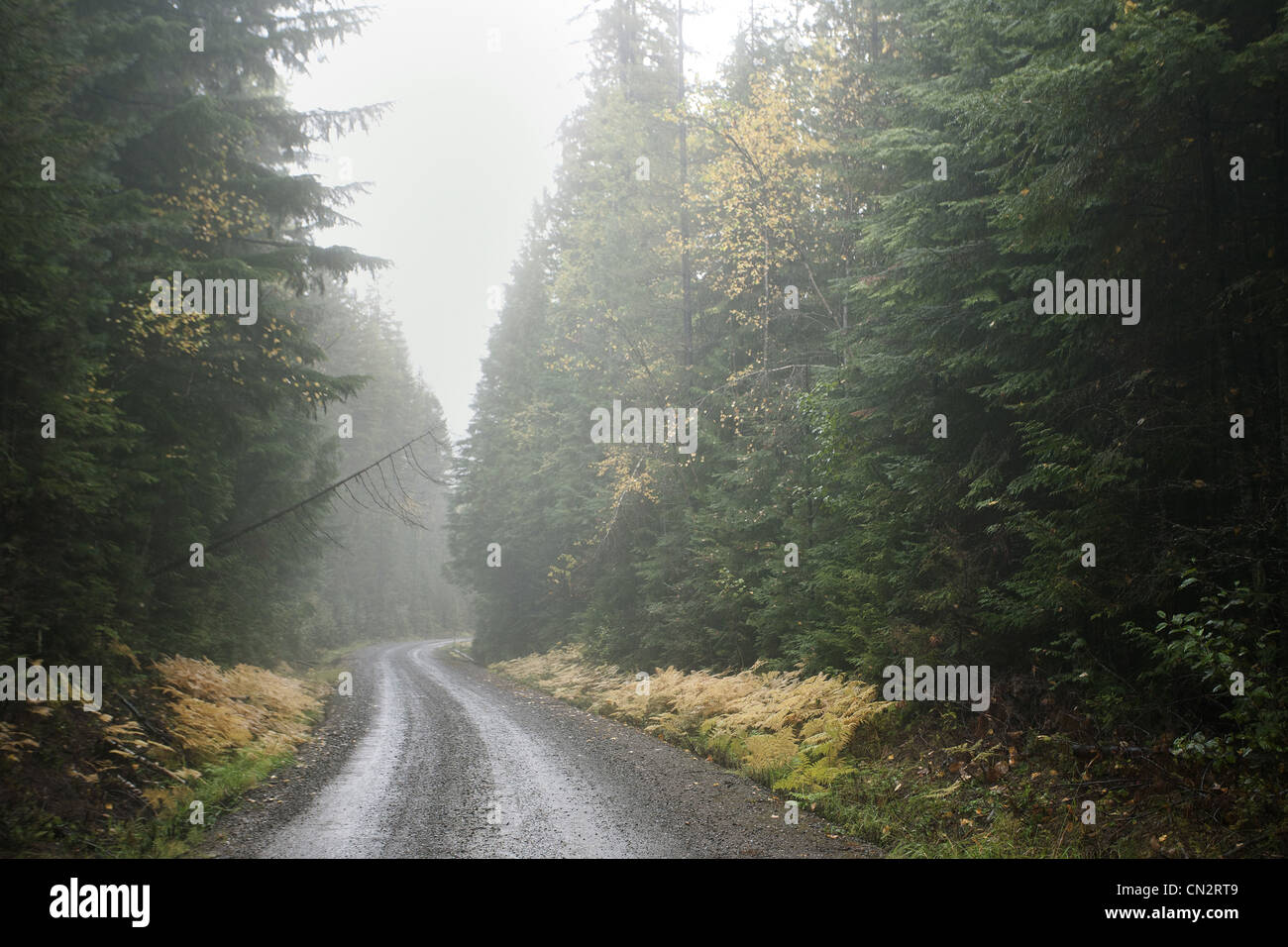 Wet forest road hi-res stock photography and images - Alamy