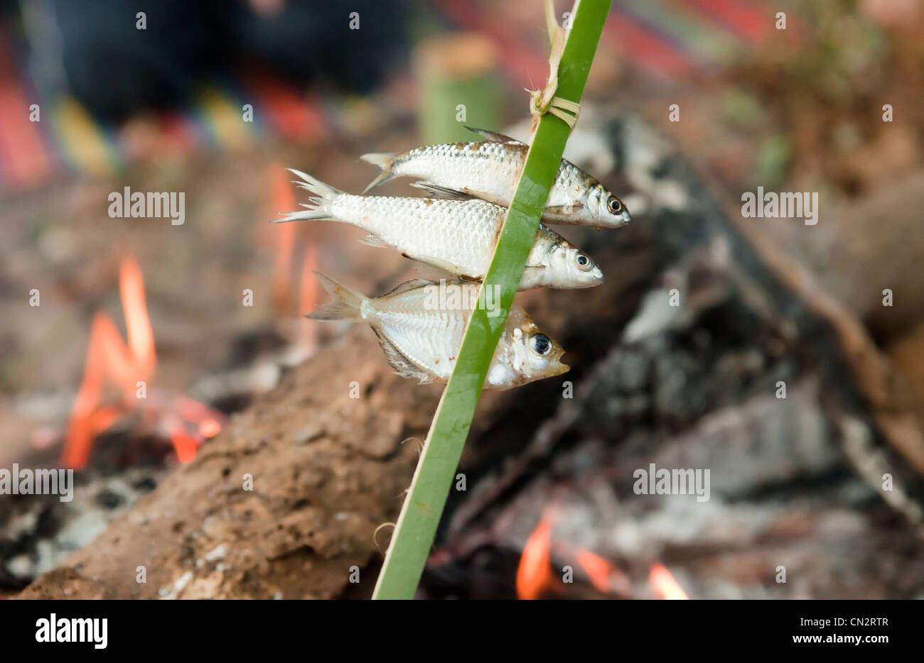 small fish being cooked over a fire Stock Photo - Alamy