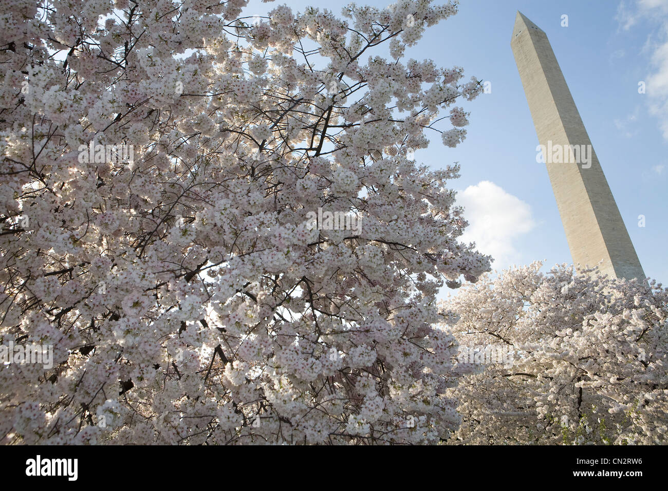 The Washington DC cherry blossom trees in peak bloom Stock Photo - Alamy