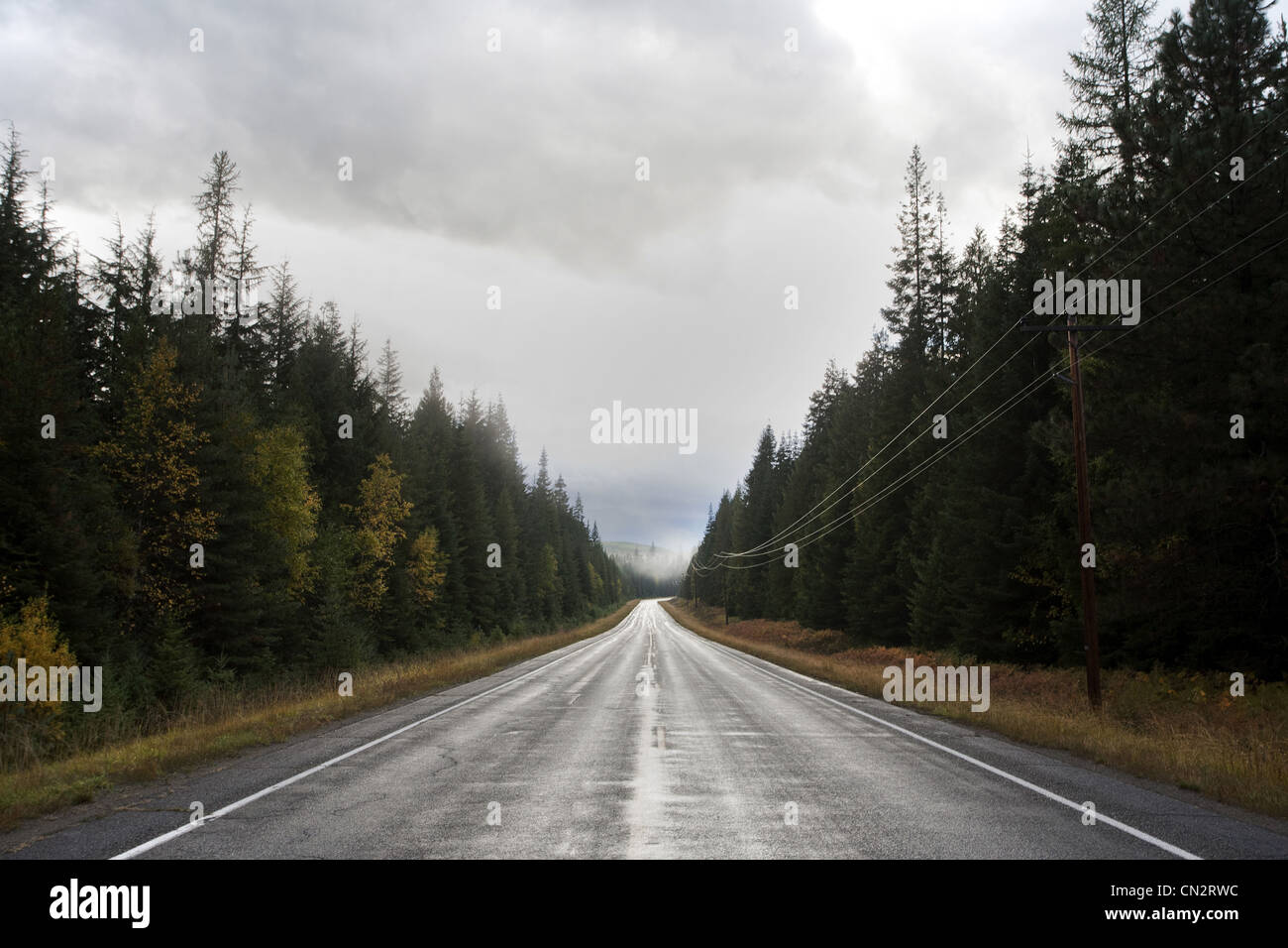 Rural Road Through Forest on Rainy Day, Montana, USA Stock Photo - Alamy