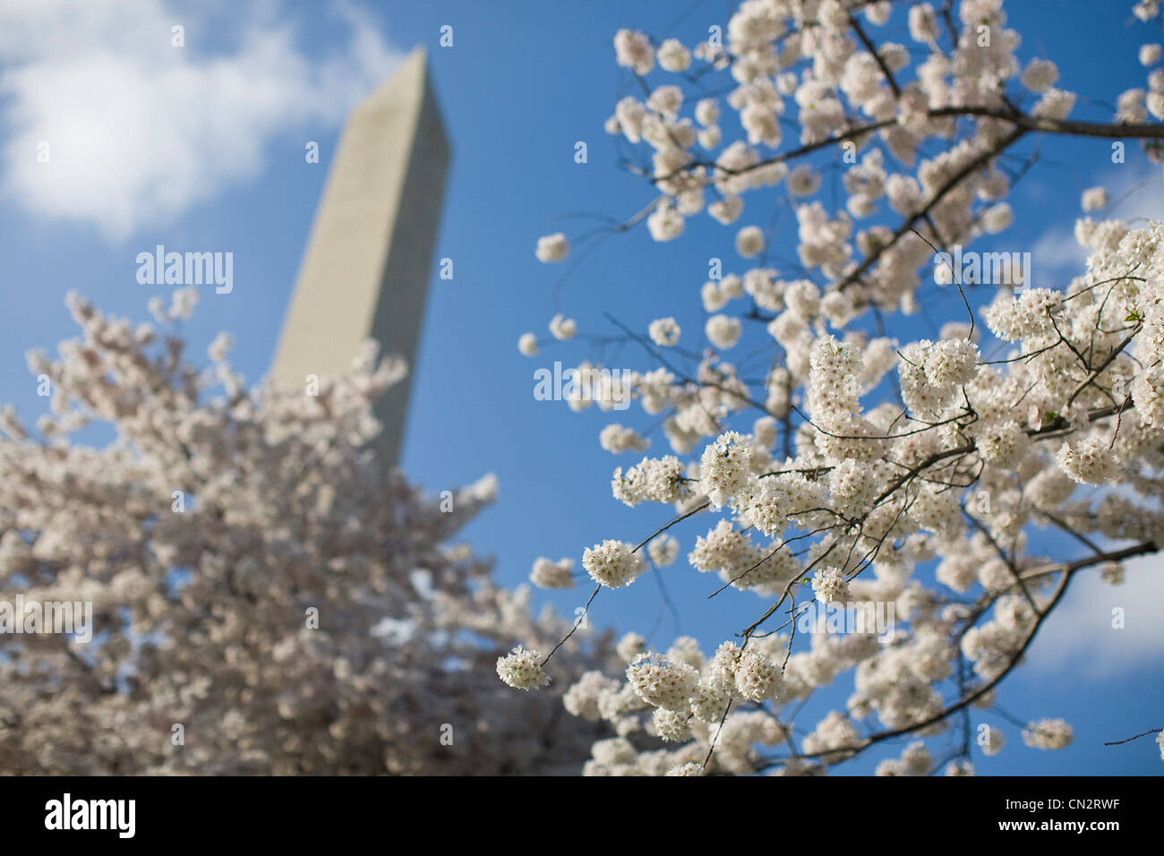 The Washington DC cherry blossom trees in peak bloom Stock Photo - Alamy