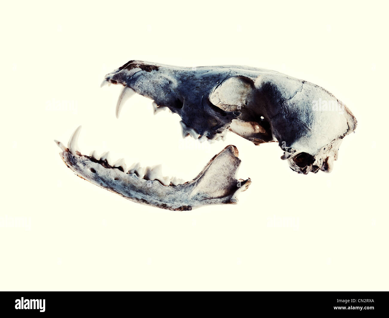 Fox skull hi-res stock photography and images - Alamy