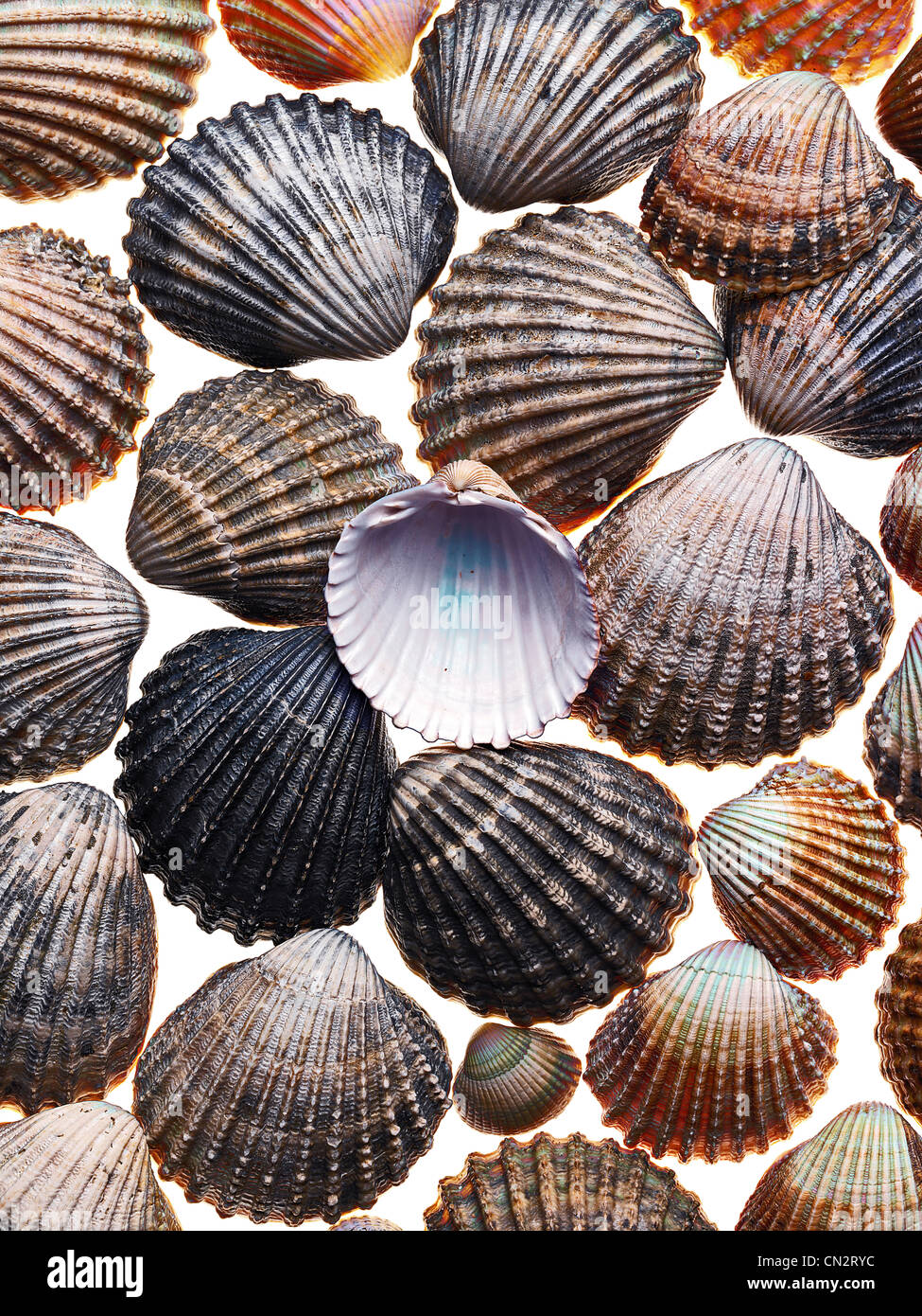 Cockle Shells High Resolution Stock Photography and Images - Alamy