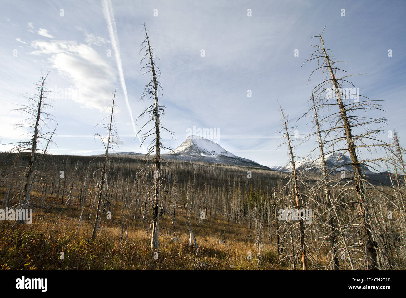Dead Trees From Fire With Snow Covered Mountain in Background, Montana ...