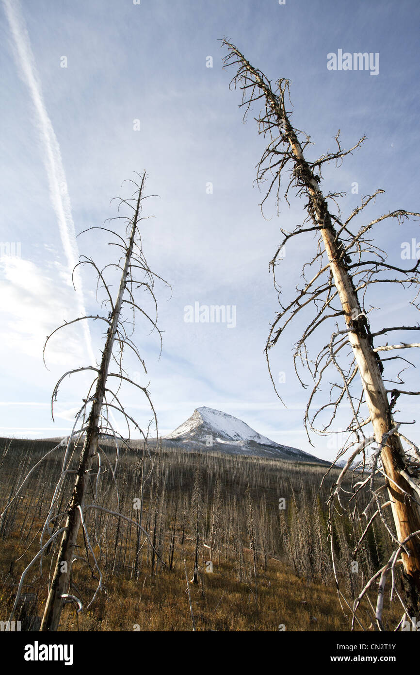 Dead Trees From Fire With Snow Covered Mountain in Background, Montana ...