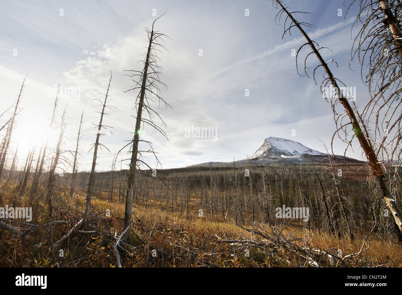 Dead Trees From Fire With Snow Covered Mountain in Background, Montana ...