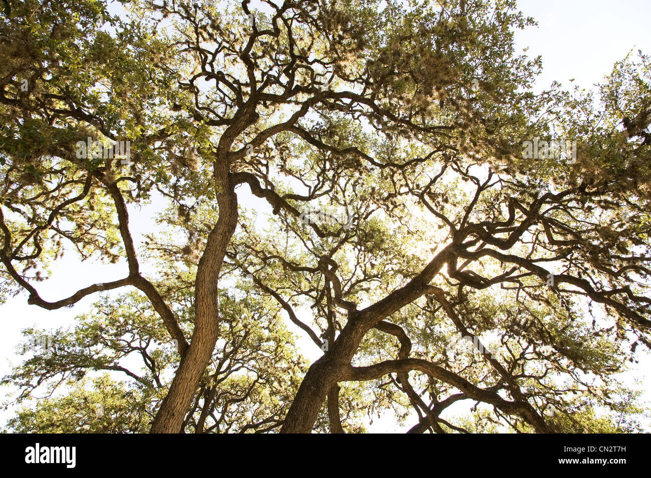 Geiger tree hi-res stock photography and images - Alamy
