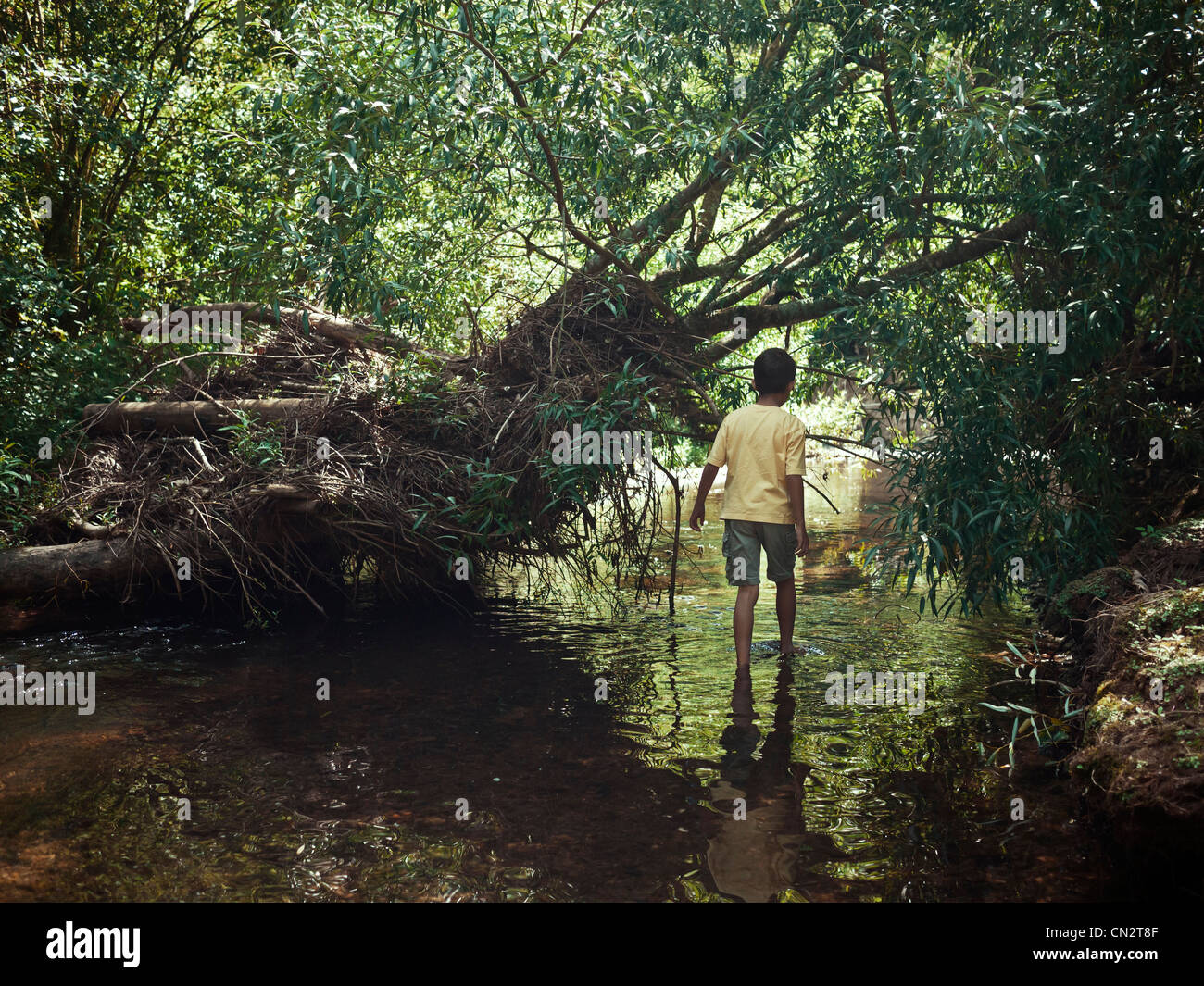 Stream river woodland trees hi-res stock photography and images - Alamy