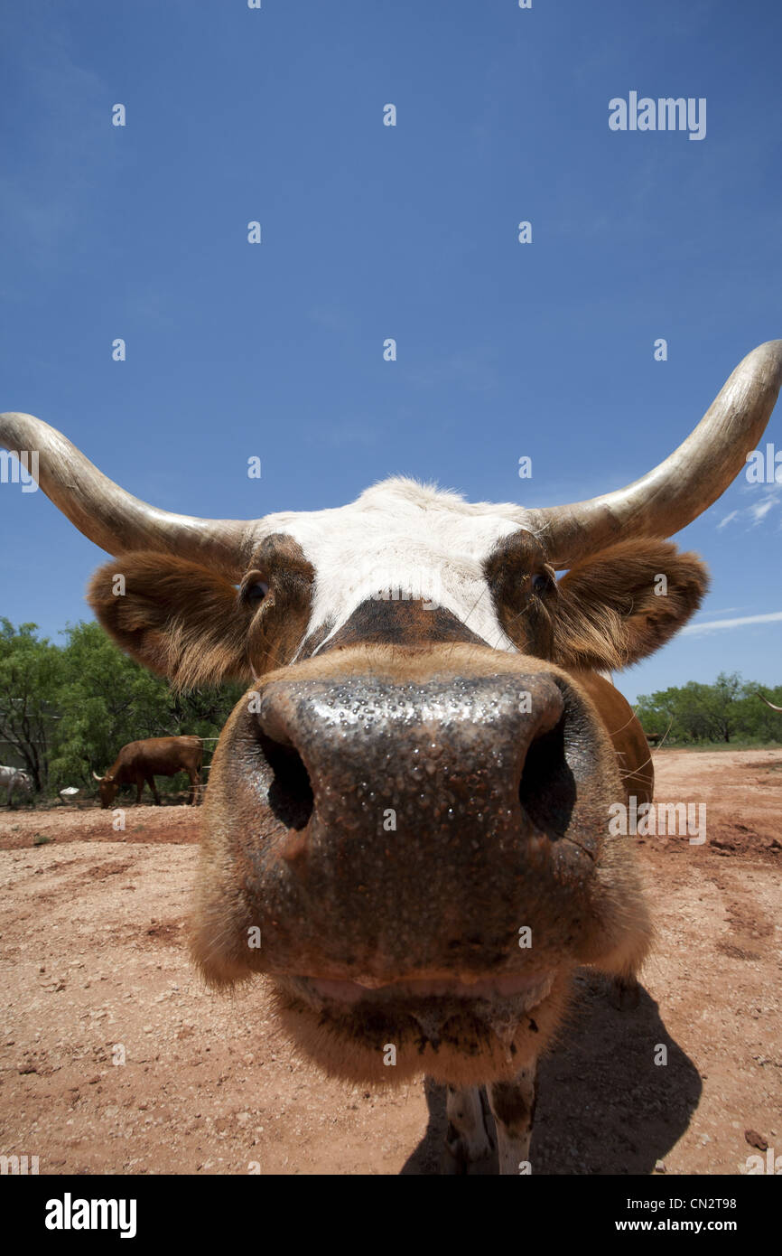 Longhorn Cow Portrait, Close-Up Stock Photo - Alamy