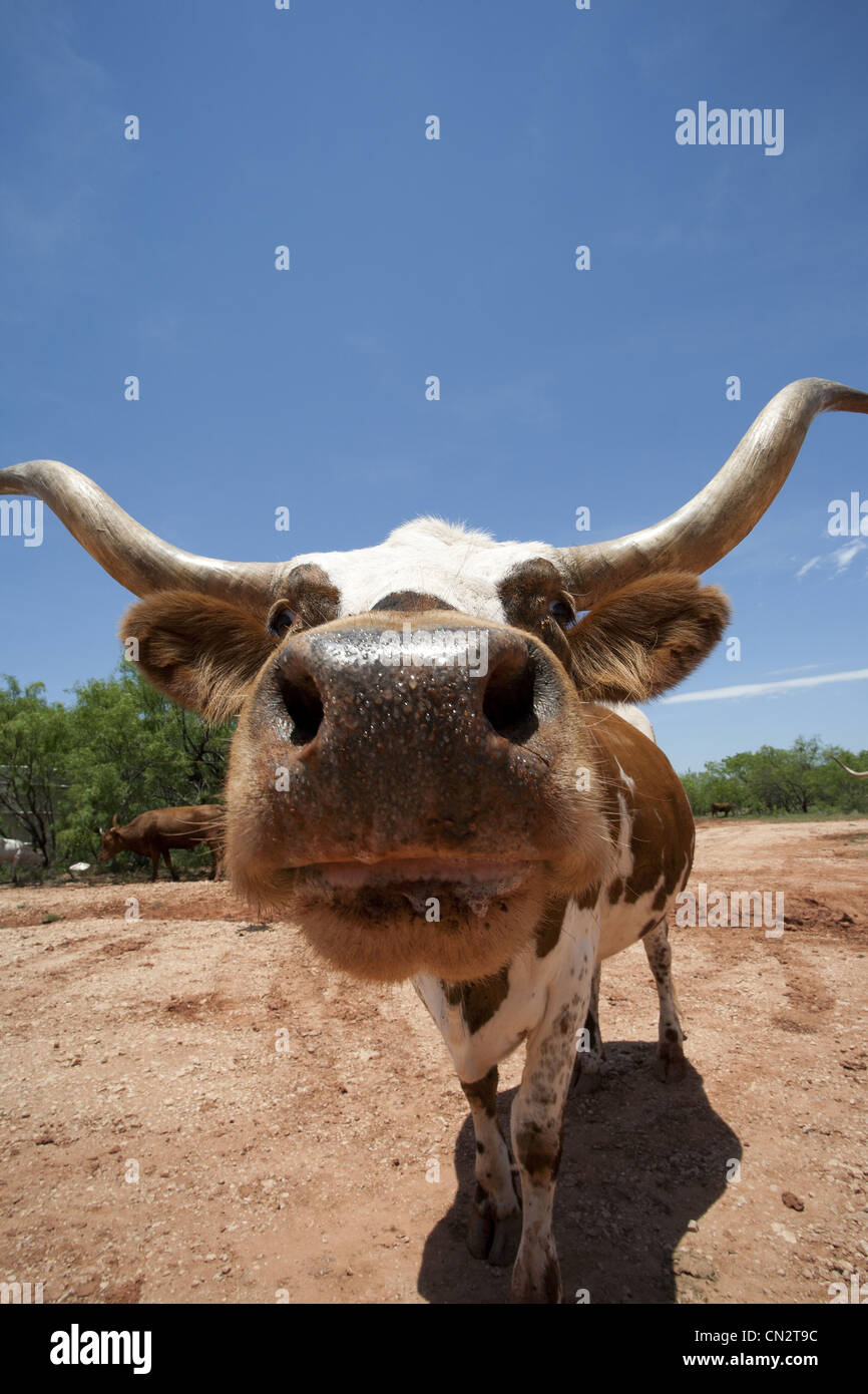 Longhorn Cow Portrait, Close-Up Stock Photo - Alamy
