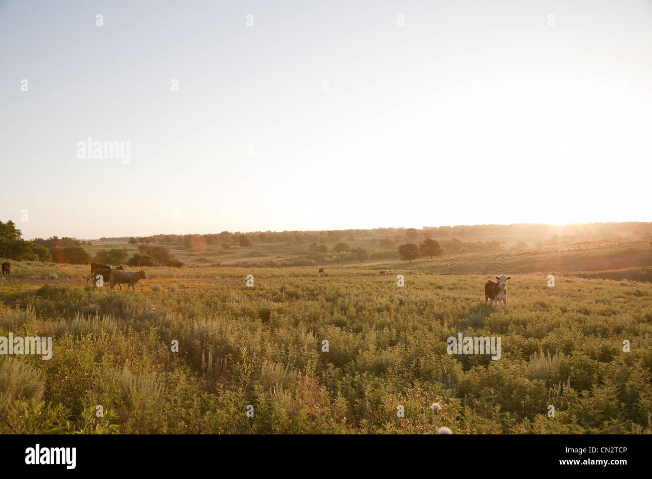 Ranch cows texas hi-res stock photography and images - Alamy