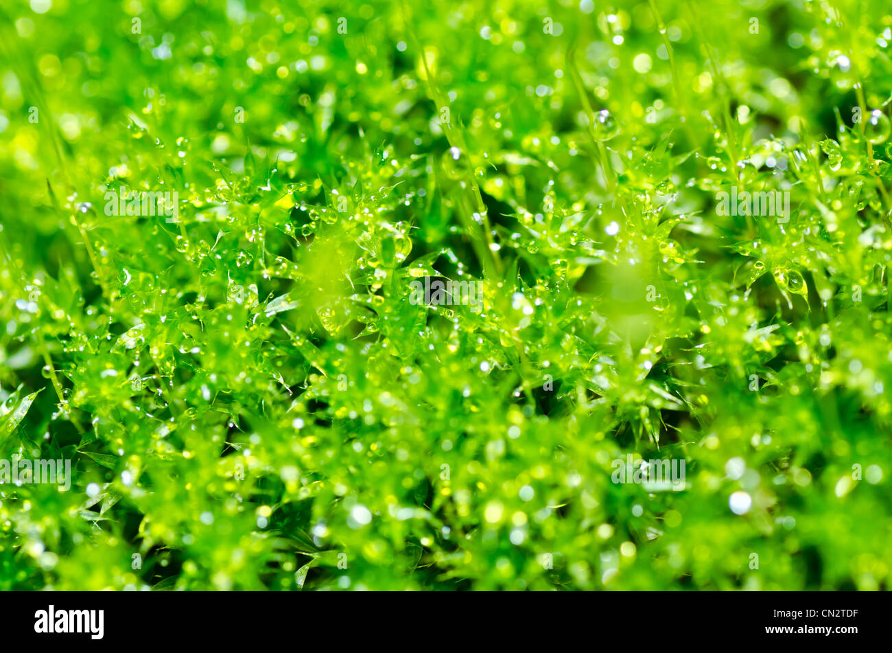 fresh moss and water drops macro in green nature or in forest Stock ...