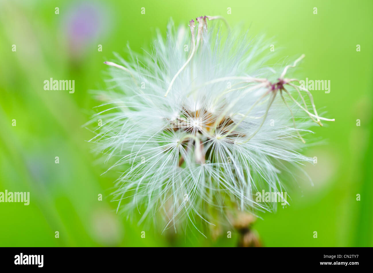 weed in the miracle nature or in the garden Stock Photo - Alamy