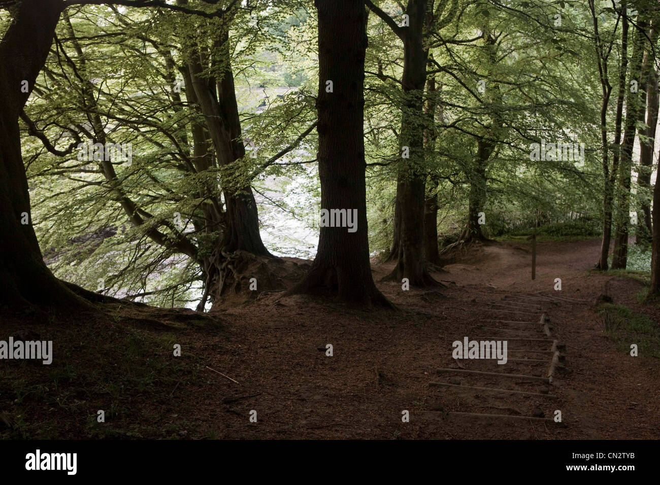 Visual forest hi-res stock photography and images - Alamy